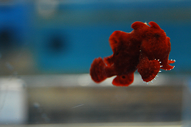 TOP 50 Red Angler - Antennarius spp.