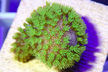 Green Polyp Umbrella Leather Coral - Sarcophyton spp.