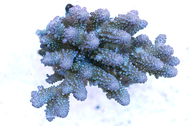 Giant Blueberry Secale - Acropora secale