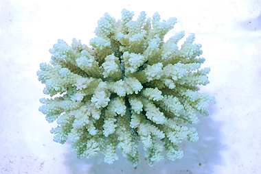 Relaxing Green Acro - Acropora cerealis