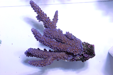 Crayola Blue Austera Staghorn - Acropora austera