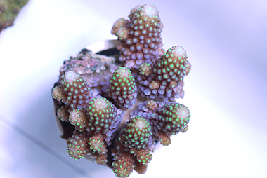Tri-color Gemmifera - Acropora gemmifera