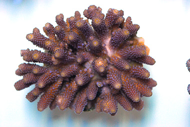 Giant Purple Patty Samoensis - Acropora samoensis