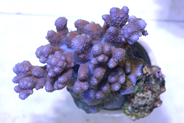 Purple Rain Acro - Acropora digitifera