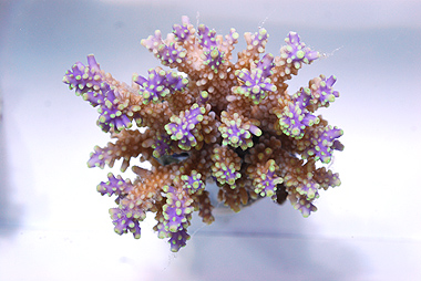 RARE Tri-Color Nana - Acropora nana