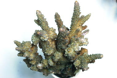 Mossman Fiji Austera - Acropora austera