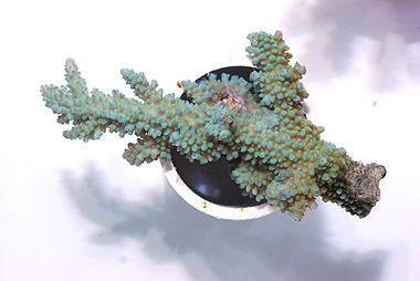 Blue Green Austera - Acropora austera