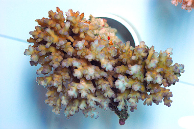Blue Tip Fiji Acropora - Acropora rosaria