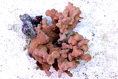 RARE Pink Finger Pavona - Pavona spp.