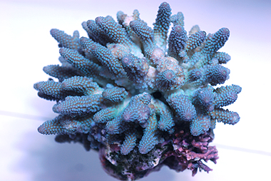 GIANT Blueberry Samoensis - Acropora samoensis
