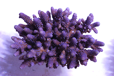 GIANT Purple Acropora Samoensis - Acropora Samoensis