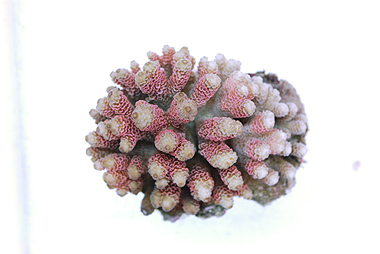 TOP 50 Pink Millepora - Acropora millepora