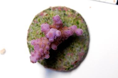 TOP 50 Purple Monster Acro - Acropora spp.