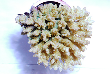 Lemon Yellow Divaricata - Acropora divaricata