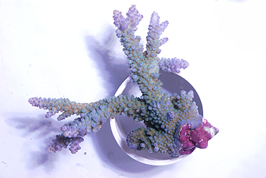 Tri-Color Staghorn Acropora - Acropora austera