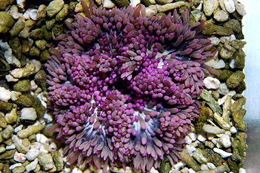 TOP 50 Purple Sebae Anemone - Heteractis crispa