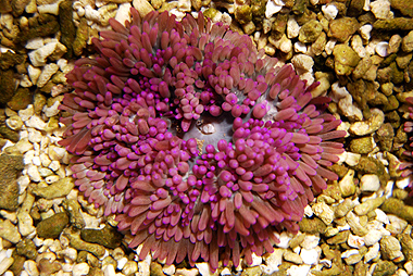 TOP 50 Purple Sebae Anemone - Heteractis crispa