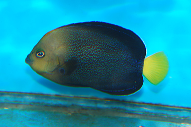 TOP 50 Bluespotted Angelfish - Chaetodontoplus caeruleopunctatus