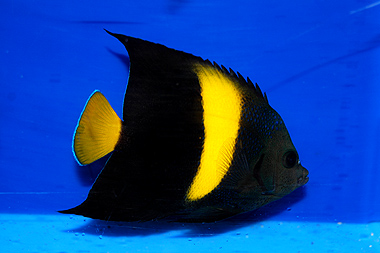 TOP 50 Asfur Angelfish - Pomacanthus asfur