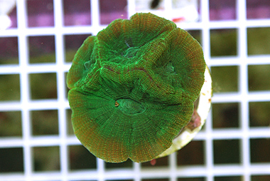 TOP 50 Aussi Collected Moseleya - Moseleya spp.