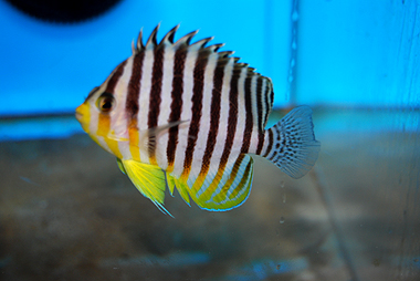 TOP 50 Multibarred Angelfish - Centropyge multifasciatus