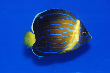 TOP 50 Blue Line Angelfish Juv. - Chaetodontoplus septentrionalis