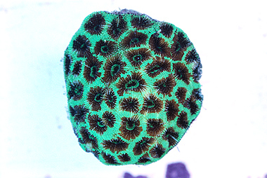 TOP 50 Multi Color Favia - Favia spp.