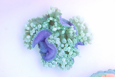 TOP 50 Purple Base Green Bubble Anemone - Entacmaea quadricolor