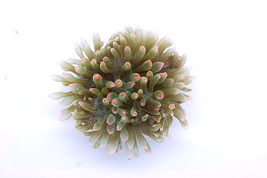 TOP 50 Purple Base Bubble Anemone - Entacmaea quadricolor