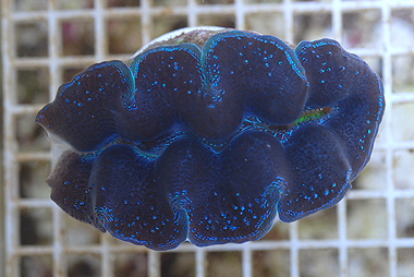 Crocea Clam - Tridacna crocea