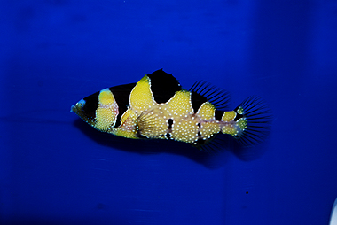 TOP 50 Clown Grouper - Pogonoperca punctata