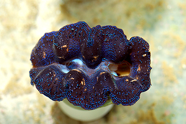 Crocea Clam - Tridacna crocea