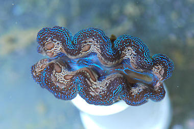 Crocea Clam - Tridacna crocea