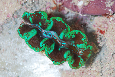 Crocea Clam - Tridacna crocea
