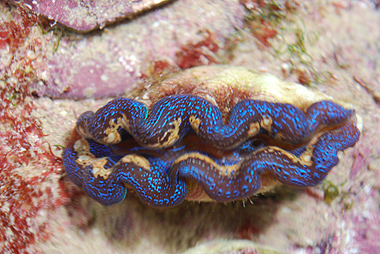 Crocea Clam - Tridacna crocea