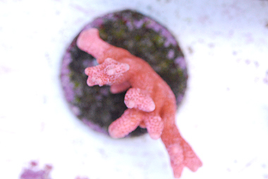 TOP 50 Cultured Pink Montipora - Montipora digitata