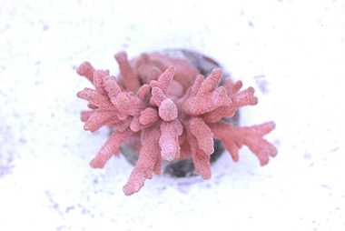 TOP 50 Pink Montipora Digitata - Montipora digitata