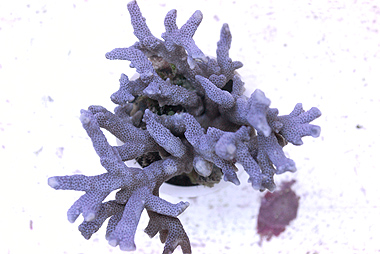 TOP 50 Purple Digitata - Montipora digitata