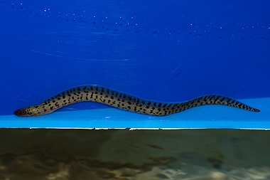 TOP 50 Viper Moray Eel - Gymnothorax spp.