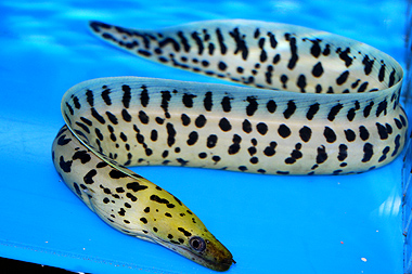 TOP 50 Yellow Head Viper Moray Eel - Gymnothorax fimbriatus