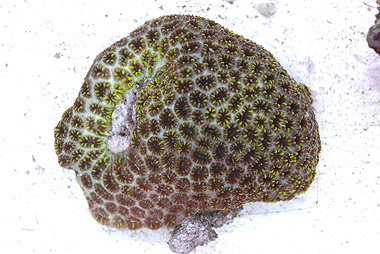 TOP 50 Favia - Favia spp.