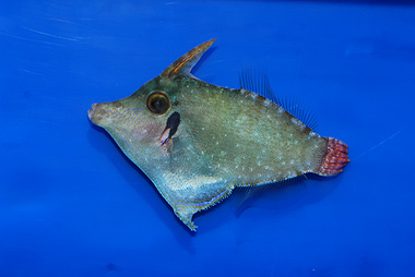 TOP 50 Red Tail Filefish - Pervagor melanocephalus
