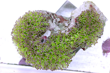 TOP 50 Pink Tip Frogspawn Wall - Euphyllia divisa