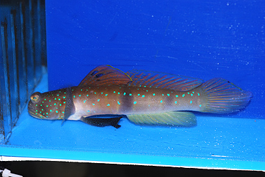 Watchmen Blue Spot Goby