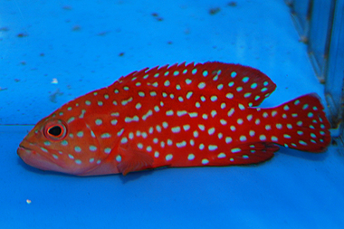 TOP 50 Miniatus Grouper - Cephalopholis miniata
