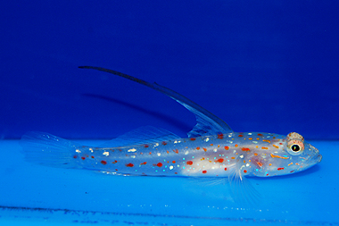 TOP 50 High Fin Goby - Ctenogobiops tangaroai