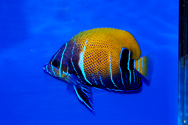 TOP 50 Majestic Angelfish - Pomacanthus (Euxiphipops) navarchus