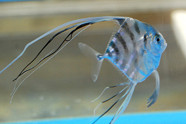 TOP 50 Indian Ocean Threadfin Lookdown - Selene species