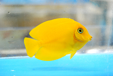 TOP 50 Yellow Mimic Tang - Acanthurus pyroferus