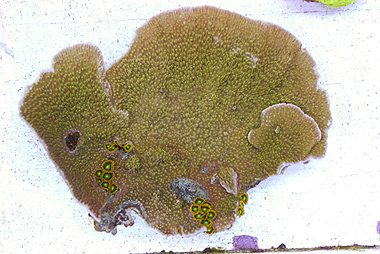 Green Polyp Montipora Scrolling - Montipora monasteriata